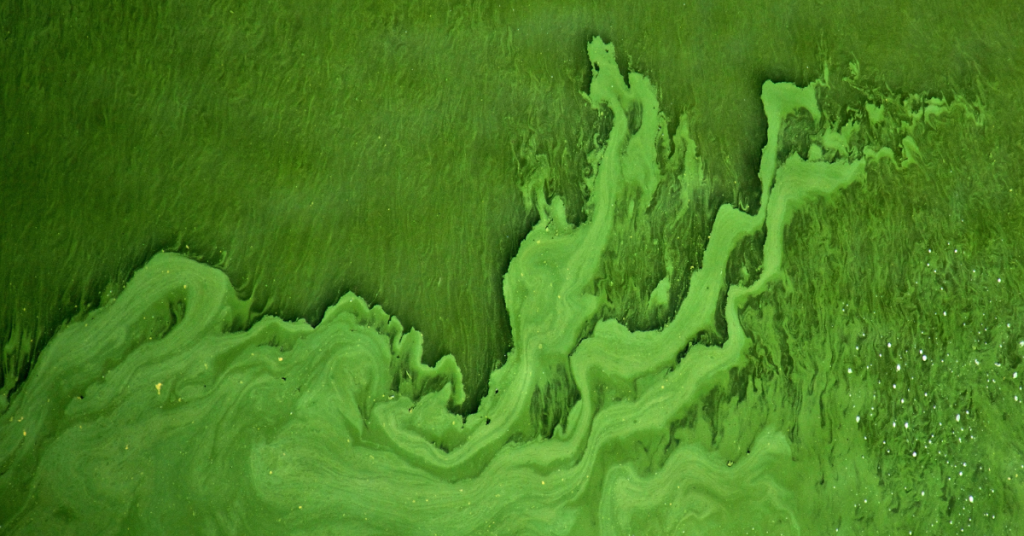 Overfertilization - Climate Hero